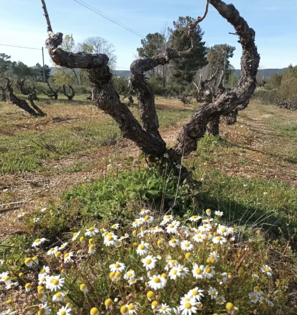 New Wines from Old Vines: An occasion of Portuguese gastronomy ...